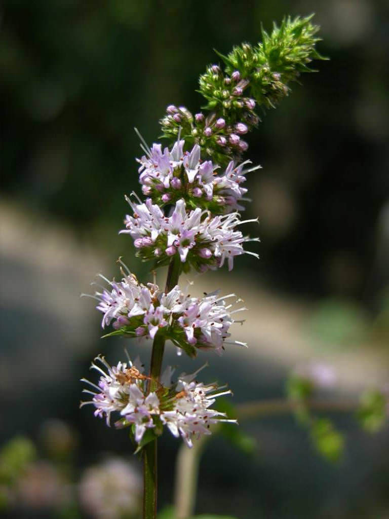 Mentha Spicata Spearmint World Of Flowering Plants