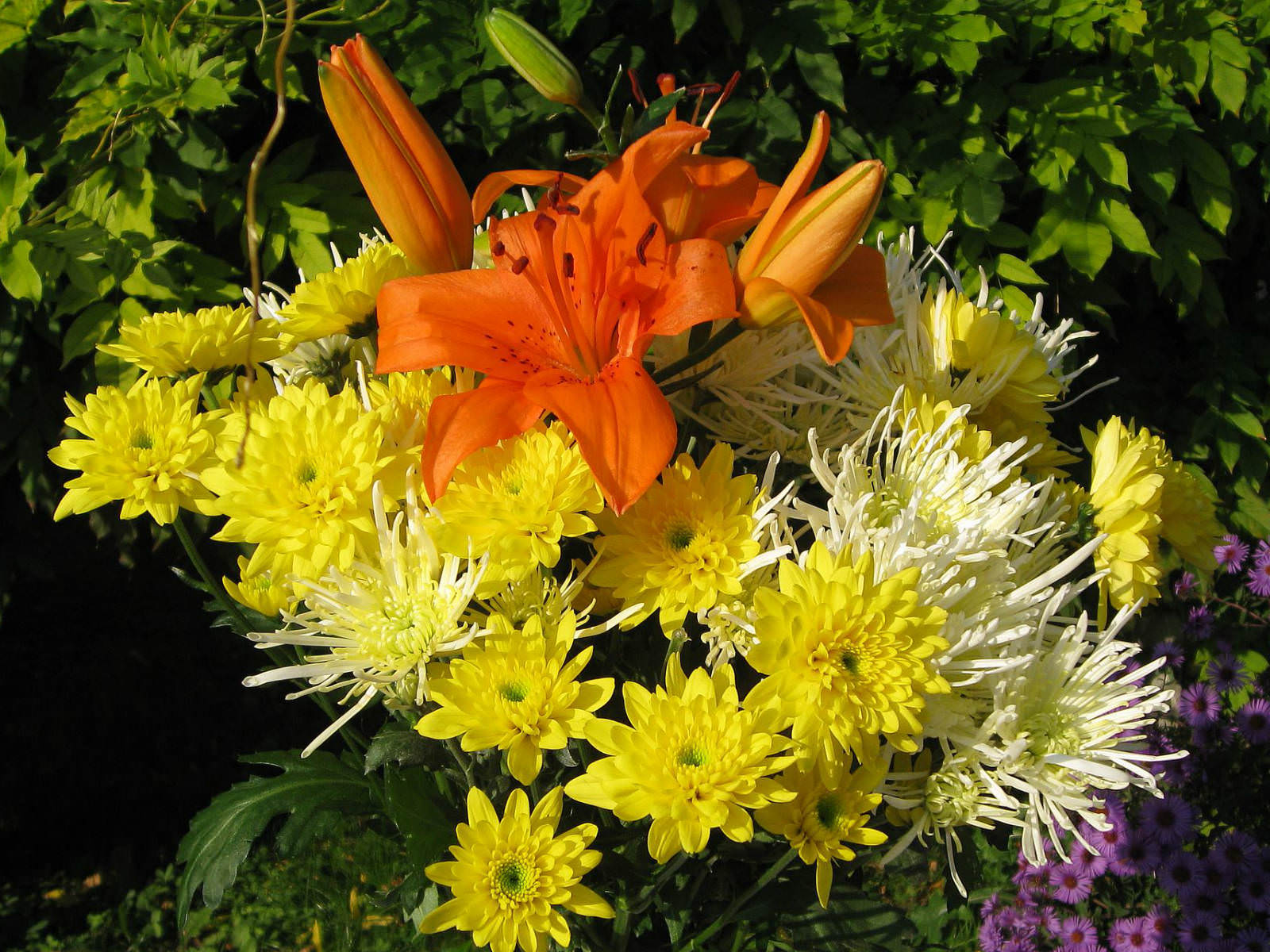 Uses Of Flowering Plants World Of Flowering Plants