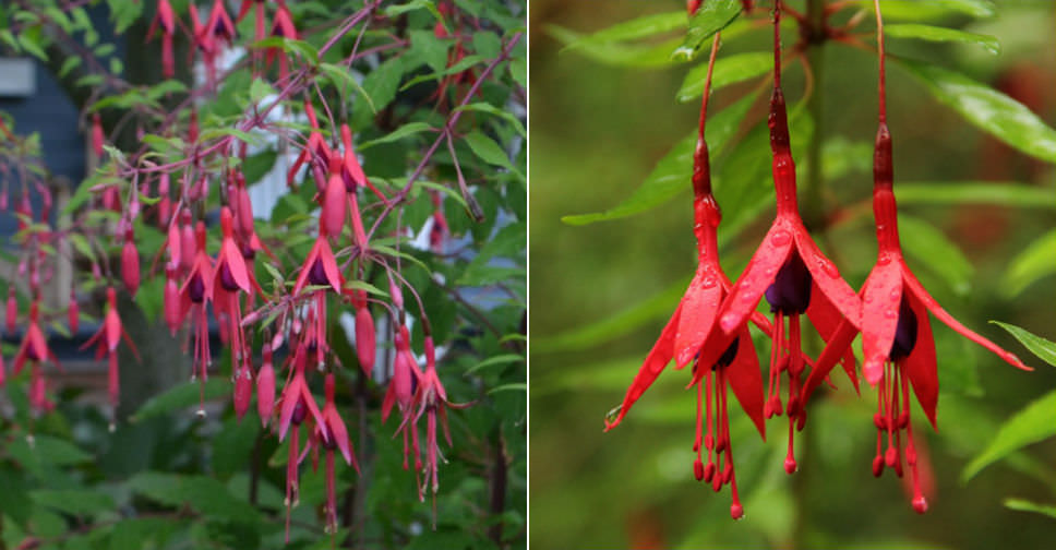 Fuchsia magellanica (Hardy Fuchsia) - World of Flowering Plants