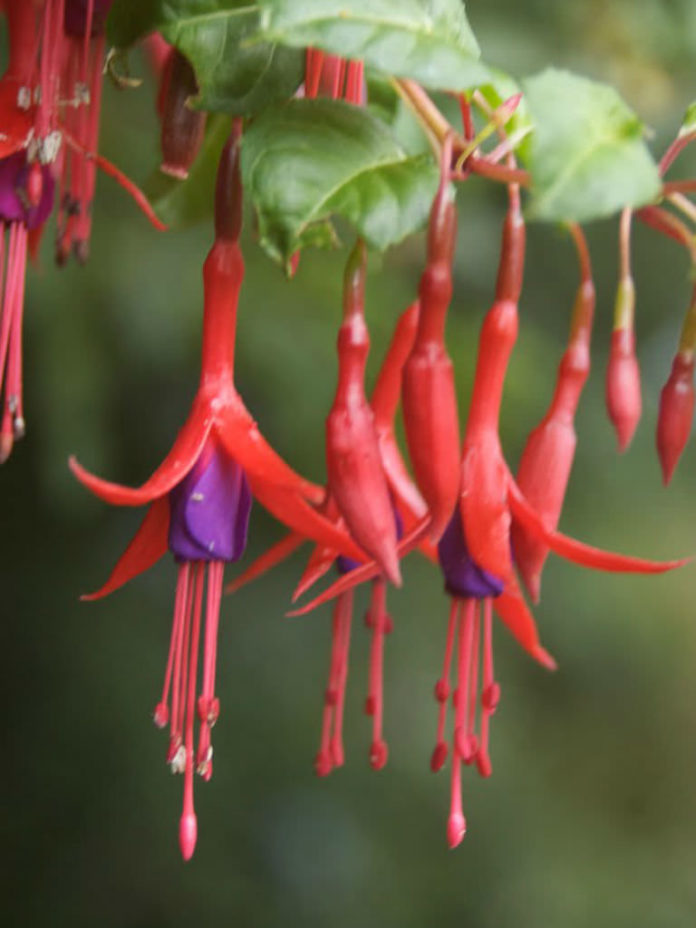 Fuchsia magellanica (Hardy Fuchsia) - World of Flowering Plants