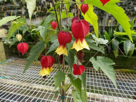 Abutilon megapotamicum (Trailing Abutilon) - World of Flowering Plants