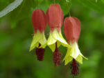 Abutilon megapotamicum (Trailing Abutilon) - World of Flowering Plants