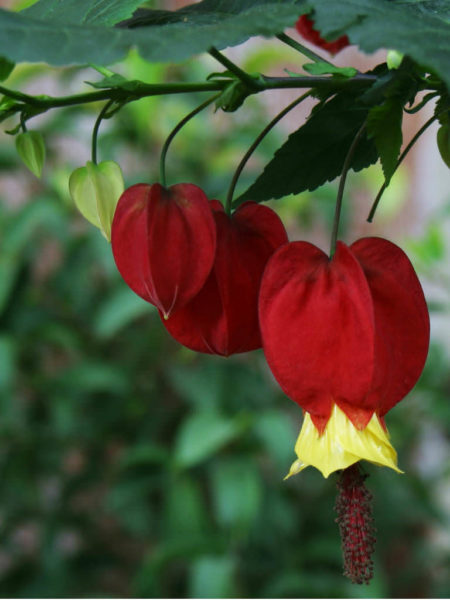 Abutilon megapotamicum (Trailing Abutilon) - World of Flowering Plants