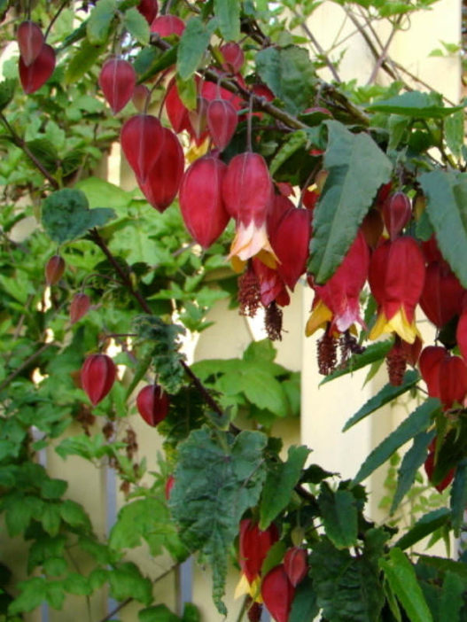 Abutilon megapotamicum (Trailing Abutilon) - World of Flowering Plants