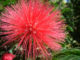 Calliandra haematocephala (Red Powder Puff) - World of Flowering Plants