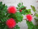 Calliandra haematocephala (Red Powder Puff) - World of Flowering Plants