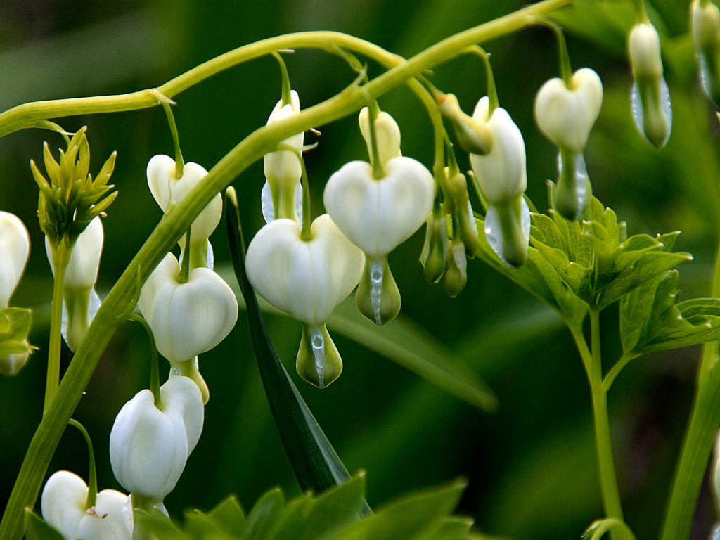 Lamprocapnos spectabilis 'Alba' - White Bleeding Heart | World of ...