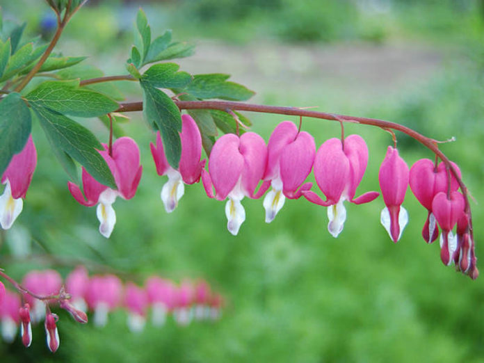 Lamprocapnos Spectabilis Bleeding Heart World Of Flowering Plants lamprocapnos-spectabilis-bleeding-heart-world-of-flowering-plants