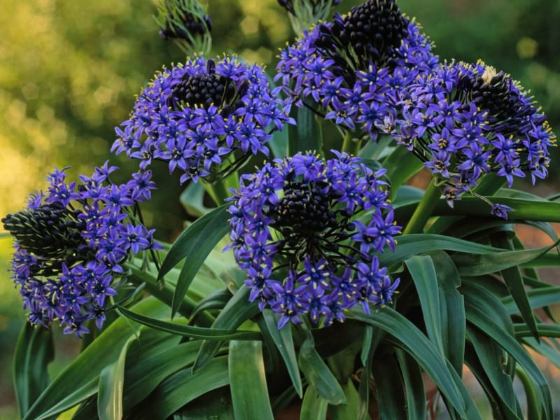 Scilla peruviana - Portuguese Squill, Peruvian Lily, Giant Scilla ...
