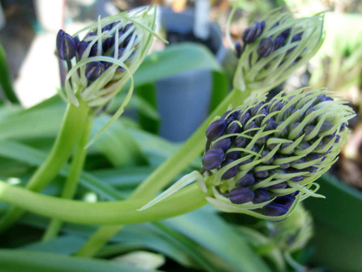 Scilla peruviana (Peruvian Lily) - World of Flowering Plants