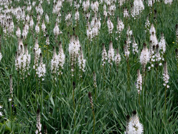 Asphodelus albus (White Asphodel) - World of Flowering Plants