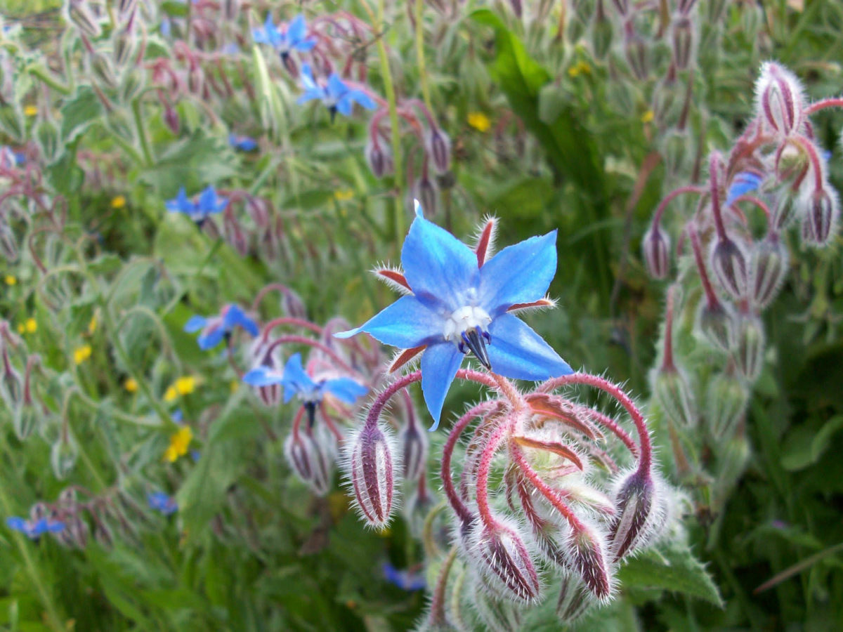 Borago officinalis (Borage) - World of Flowering Plants