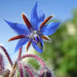 Borago officinalis (Borage) - World of Flowering Plants