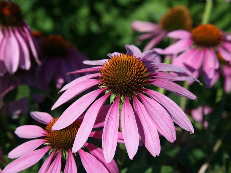 Echinacea purpurea - Eastern Purple Coneflower | World of Flowering Plants