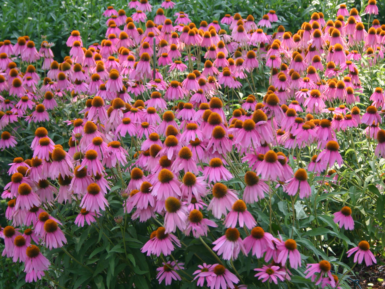 Echinacea Purpurea Echinacea Purpurea