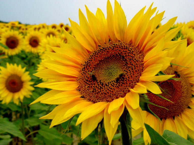Helianthus annuus (Sunflower) - World of Flowering Plants