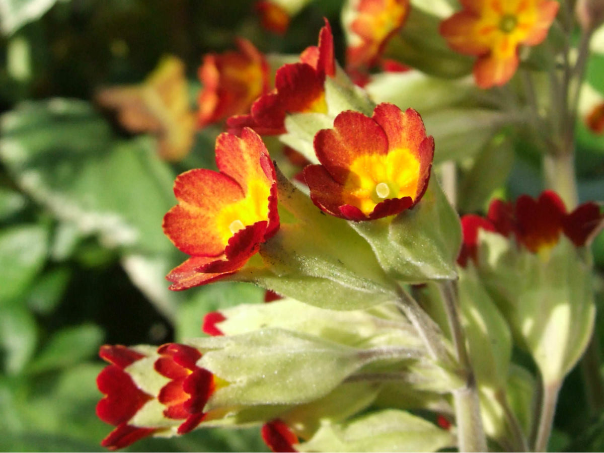 Primula veris 'Sunset Shades' (Cowslip Primrose) - World of Flowering ...