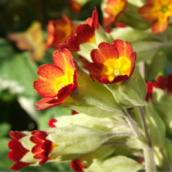 Primula veris 'Sunset Shades' (Cowslip Primrose) - World of Flowering ...