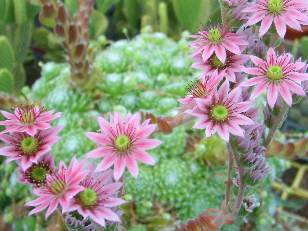 Sempervivum arachnoideum (Cobweb Houseleek) - World of Flowering Plants