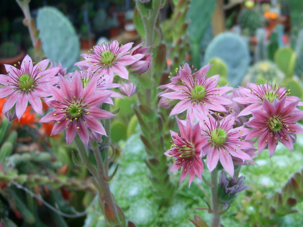 Sempervivum arachnoideum (Cobweb Houseleek) - World of Flowering Plants