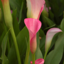 Zantedeschia rehmannii (Pink Calla Lily) - World of Flowering Plants