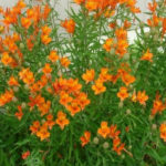 Alstroemeria aurea (Golden Lily of the Incas) - World of Flowering Plants