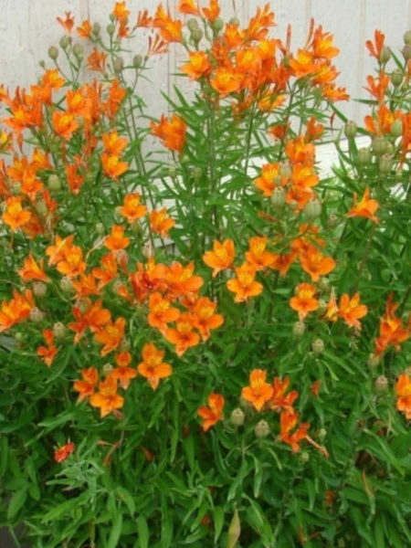 Alstroemeria aurea (Golden Lily of the Incas) - World of Flowering Plants