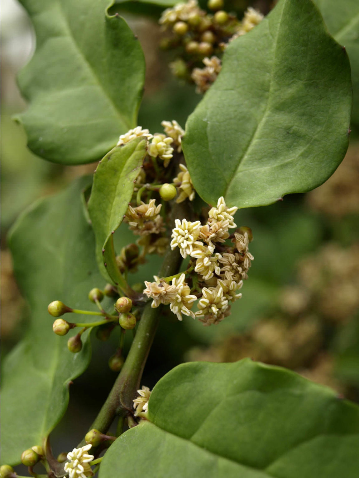 Amborella trichopoda - World of Flowering Plants