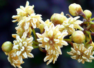 Amborellaceae | World of Flowering Plants