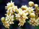 Amborella trichopoda - World of Flowering Plants