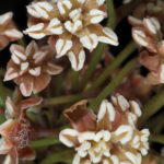 Amborella trichopoda - World of Flowering Plants