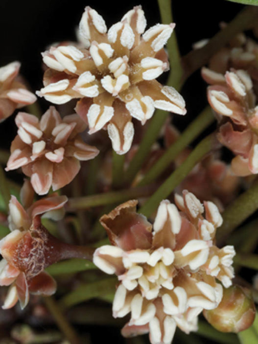 Amborella trichopoda - World of Flowering Plants
