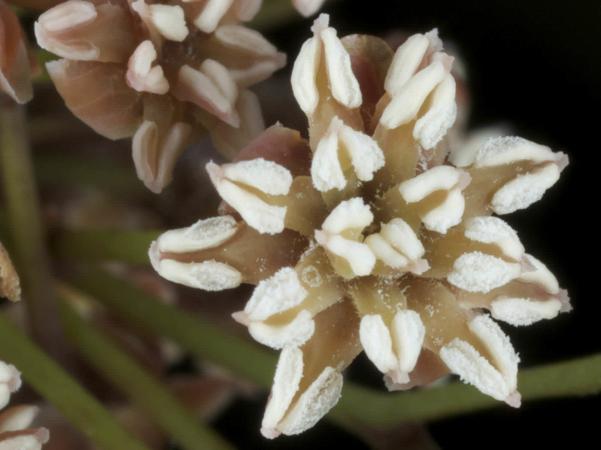 Amborella trichopoda - World of Flowering Plants
