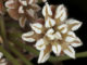 Amborella trichopoda - World of Flowering Plants