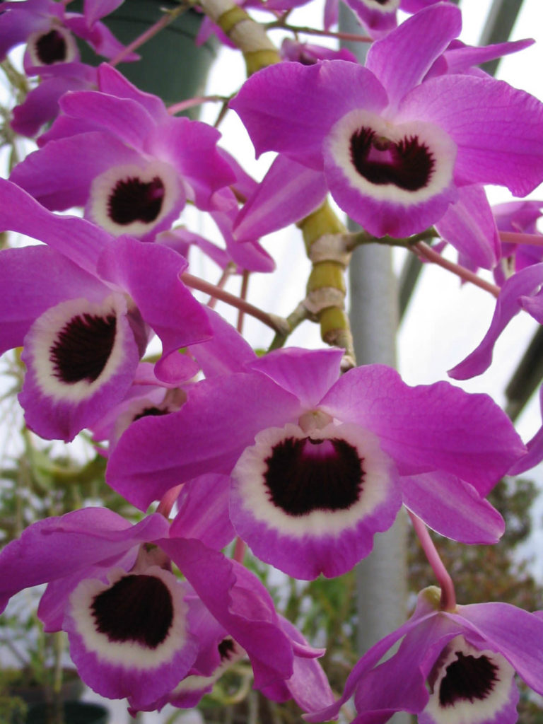 Dendrobium nobile (Noble Dendrobium) - World of Flowering Plants