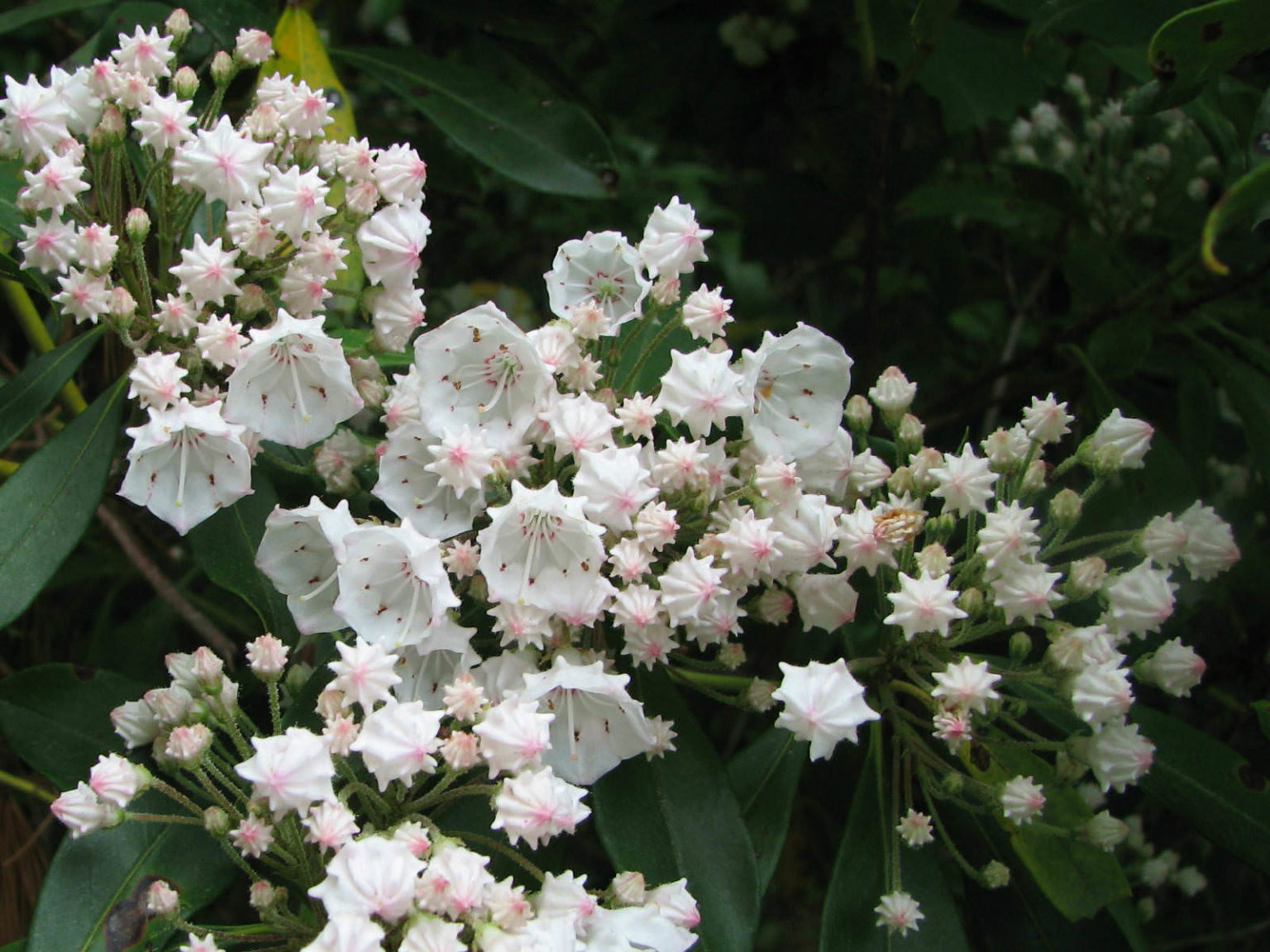 Kalmia Latifolia Mountain Laurel World Of Flowering Plants
