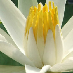 Nymphaea lotus (Tiger Lotus) - World of Flowering Plants