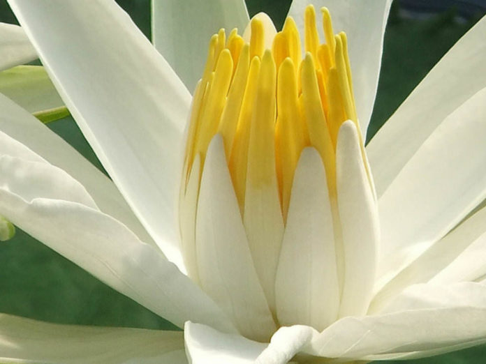Nymphaea lotus (Tiger Lotus) - World of Flowering Plants