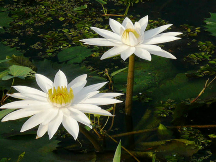 Nymphaea lotus (Tiger Lotus) - World of Flowering Plants