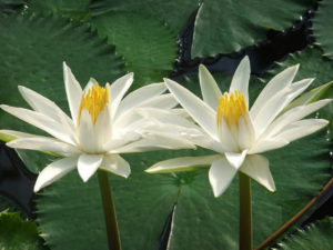 Nymphaea lotus (Tiger Lotus) - World of Flowering Plants