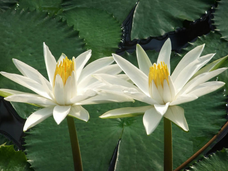 Nymphaea lotus (Tiger Lotus) - World of Flowering Plants