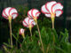 Oxalis versicolor (Candy Cane Sorrel) - World of Flowering Plants