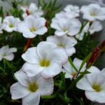 Oxalis versicolor (Candy Cane Sorrel) - World of Flowering Plants