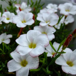 Oxalis versicolor (Candy Cane Sorrel) - World of Flowering Plants