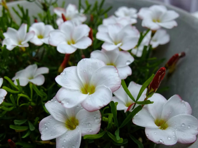 Oxalis versicolor (Candy Cane Sorrel) - World of Flowering Plants