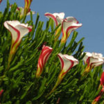 Oxalis versicolor (Candy Cane Sorrel) - World of Flowering Plants