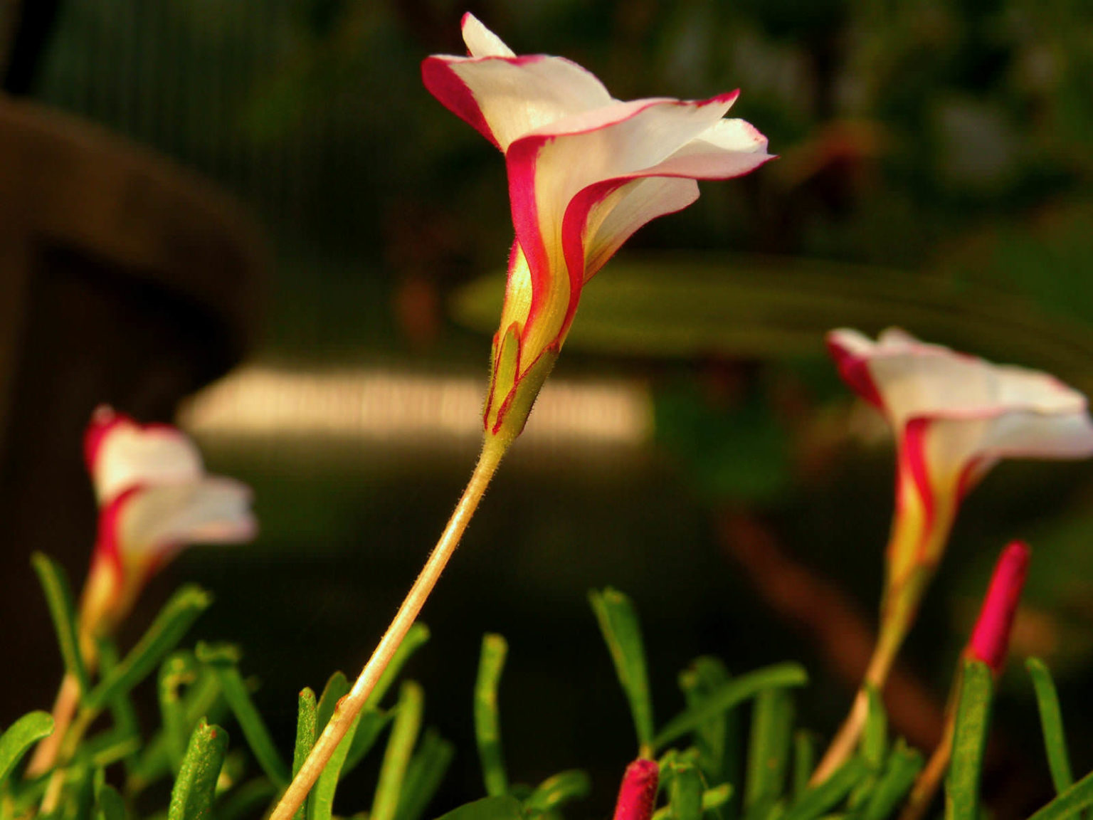 Oxalis versicolor (Candy Cane Sorrel) - World of Flowering Plants