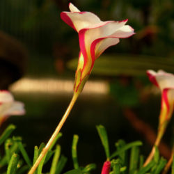Oxalis versicolor (Candy Cane Sorrel) - World of Flowering Plants