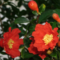 Punica granatum (Pomegranate) - World of Flowering Plants