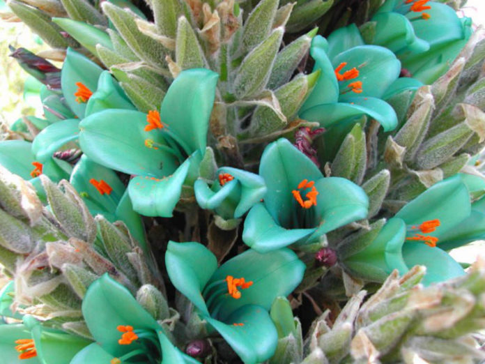 Puya berteroniana (Blue Puya) - World of Flowering Plants